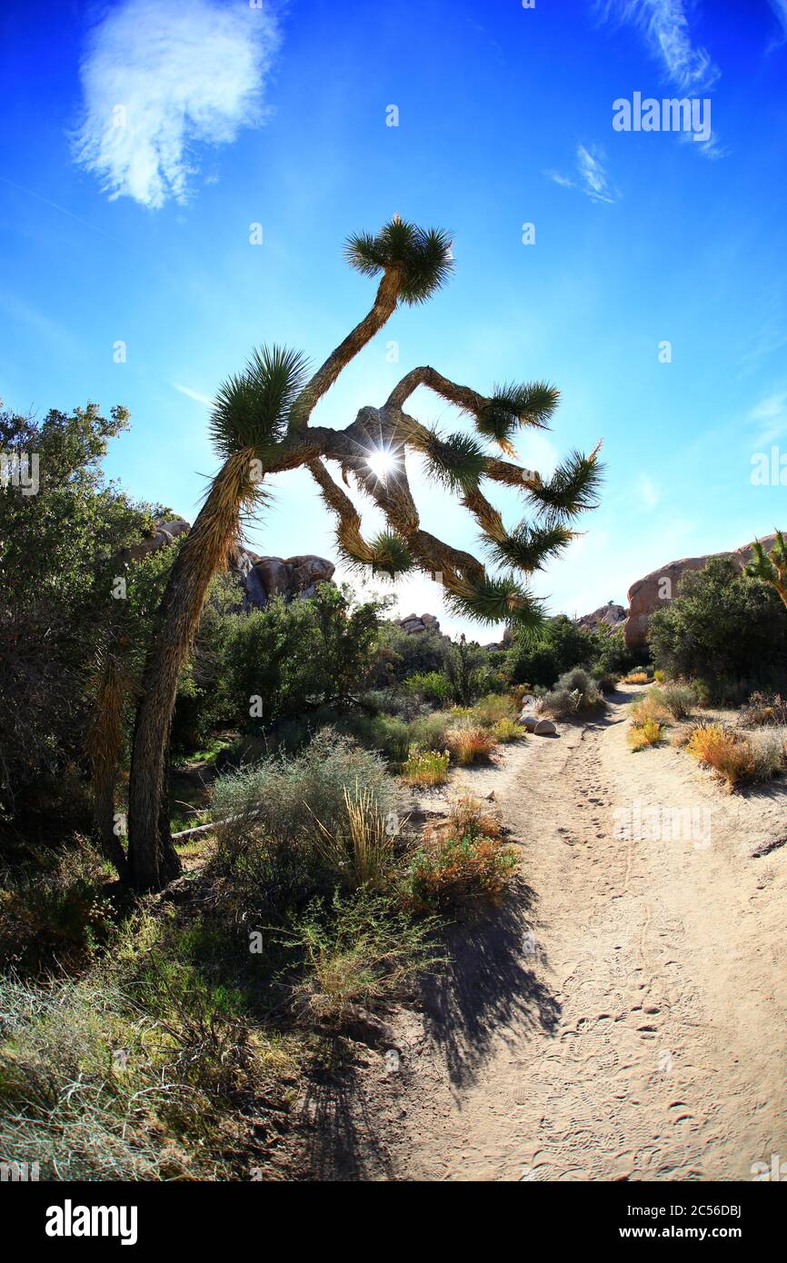 Joshua Tree National Park, Twenty-Nine Palms, California, USA Stock ...