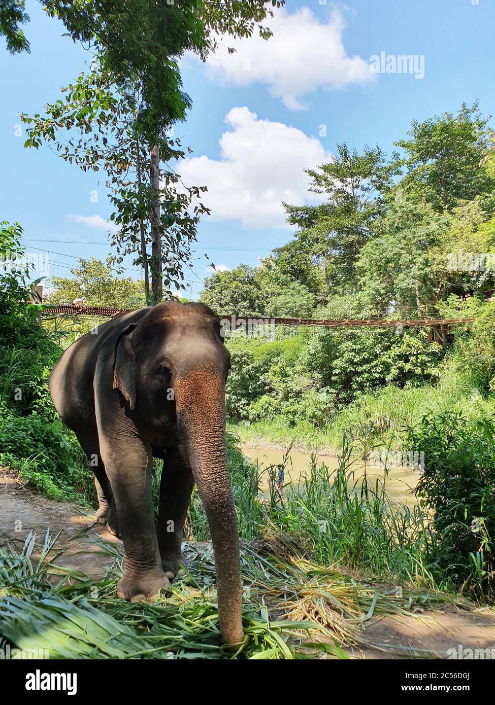 Vertical shot of a cute elephant walking in the reserve Stock Photo - Alamy