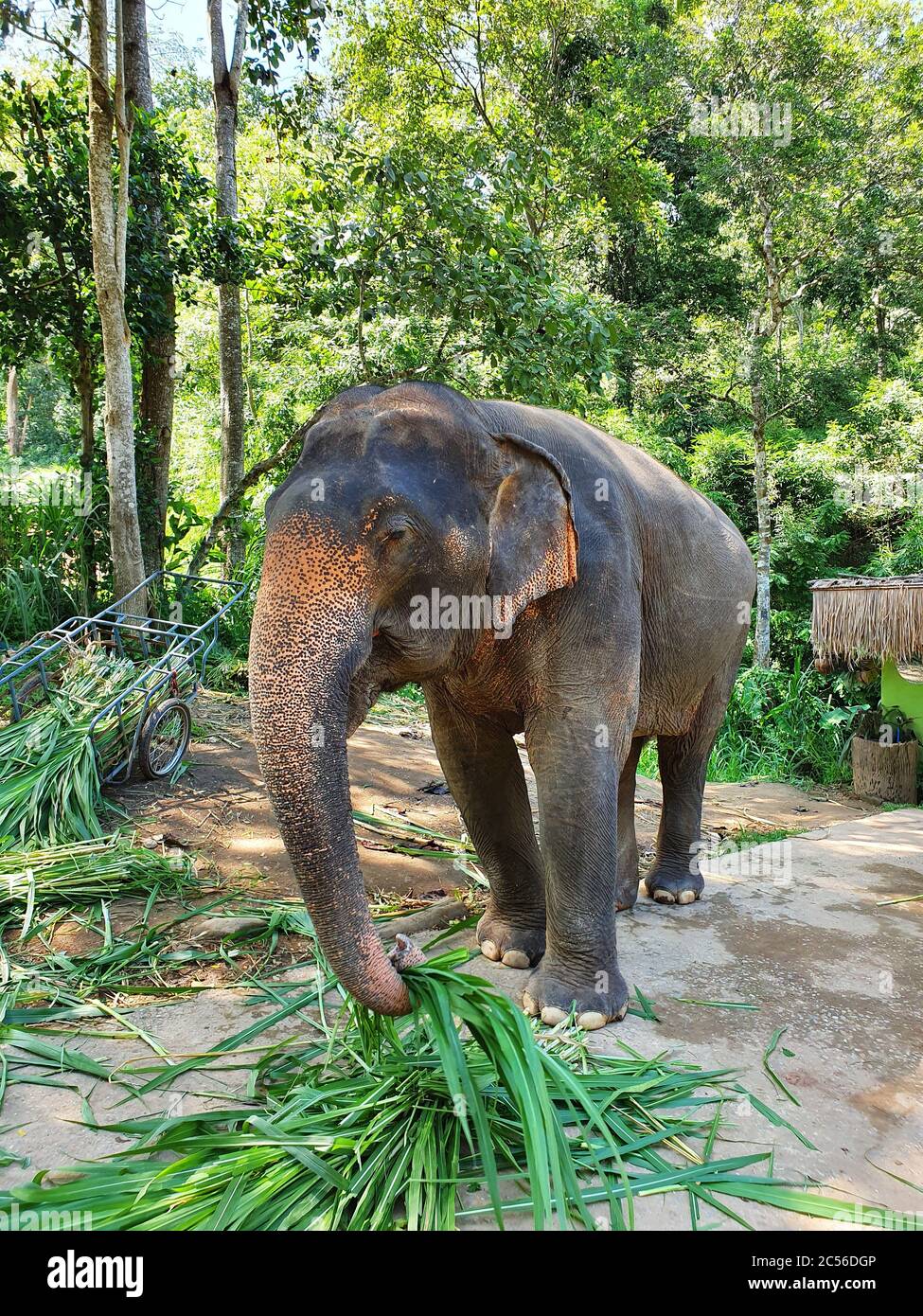 Vertical shot of a cute elephant grabbing leaves with the trunk walking ...