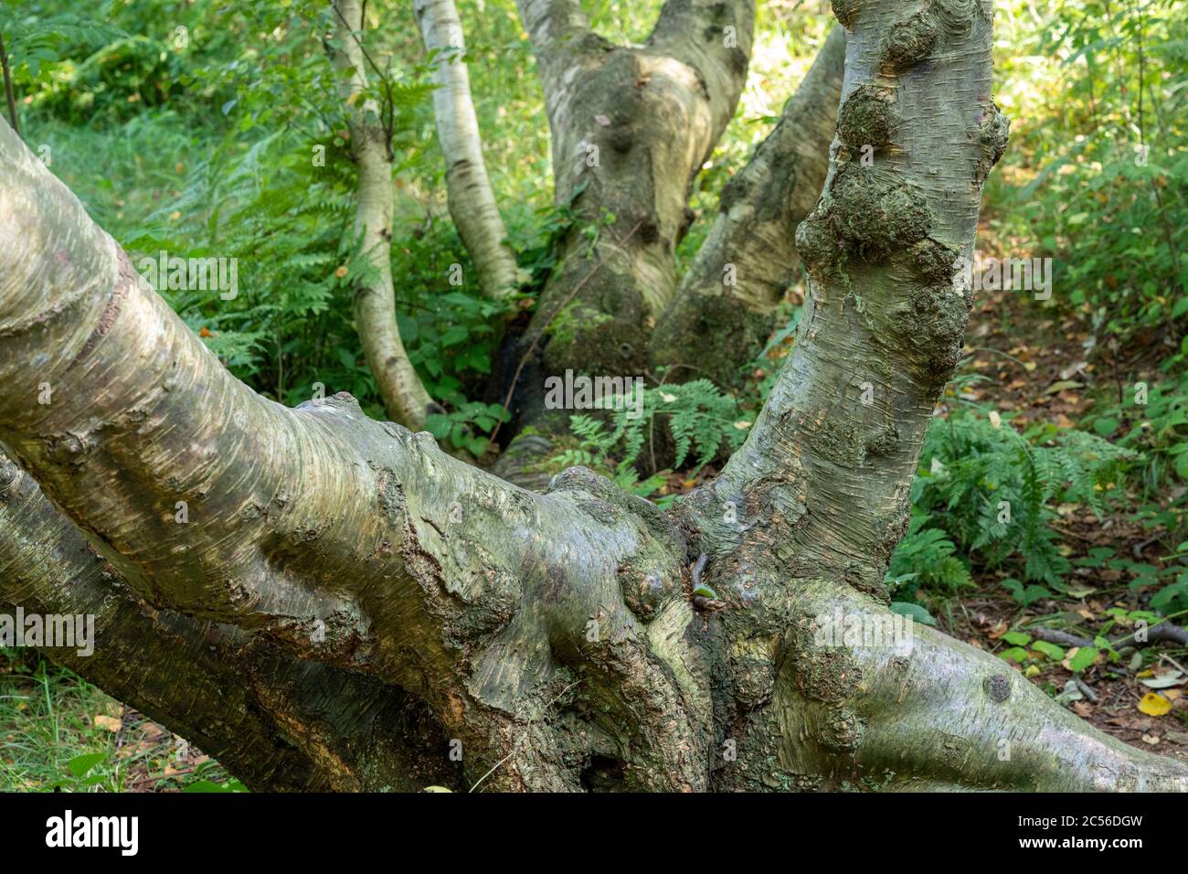 Germany, Lower Saxony, East Frisia, Juist, in the "Töwer" forest, magic ...