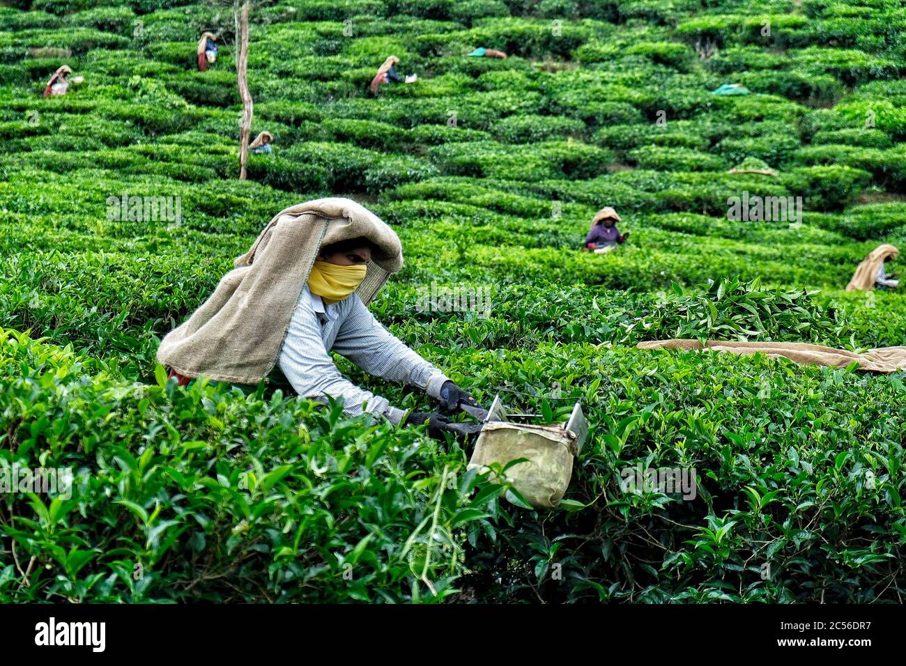 Wayanad, India - June 2020: A women collecting tea leaves on a ...