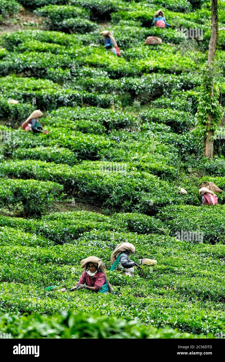 Wayanad, India - June 2020: A women collecting tea leaves on a ...
