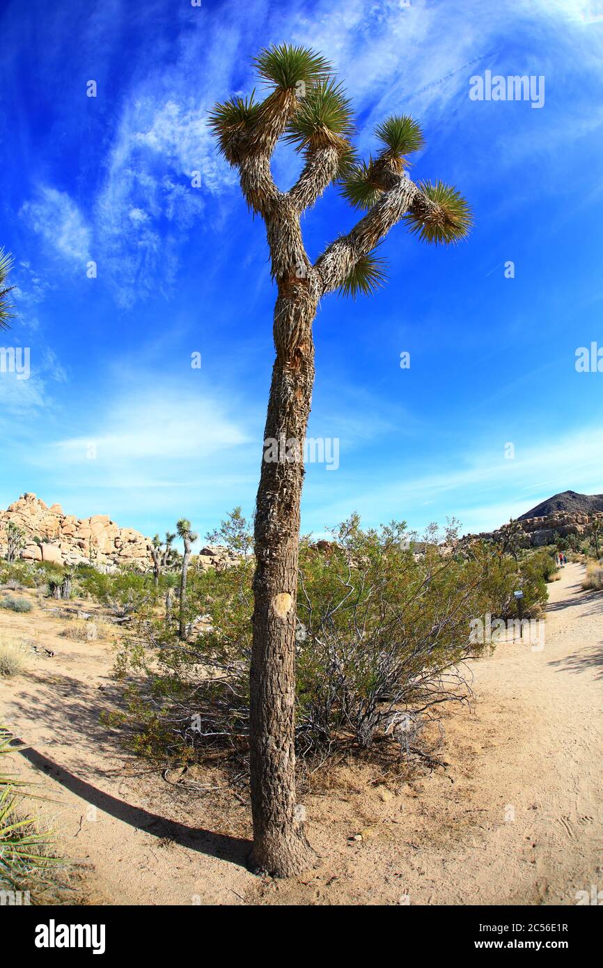 Joshua Tree National Park, Twenty-Nine Palms, California, USA Stock ...