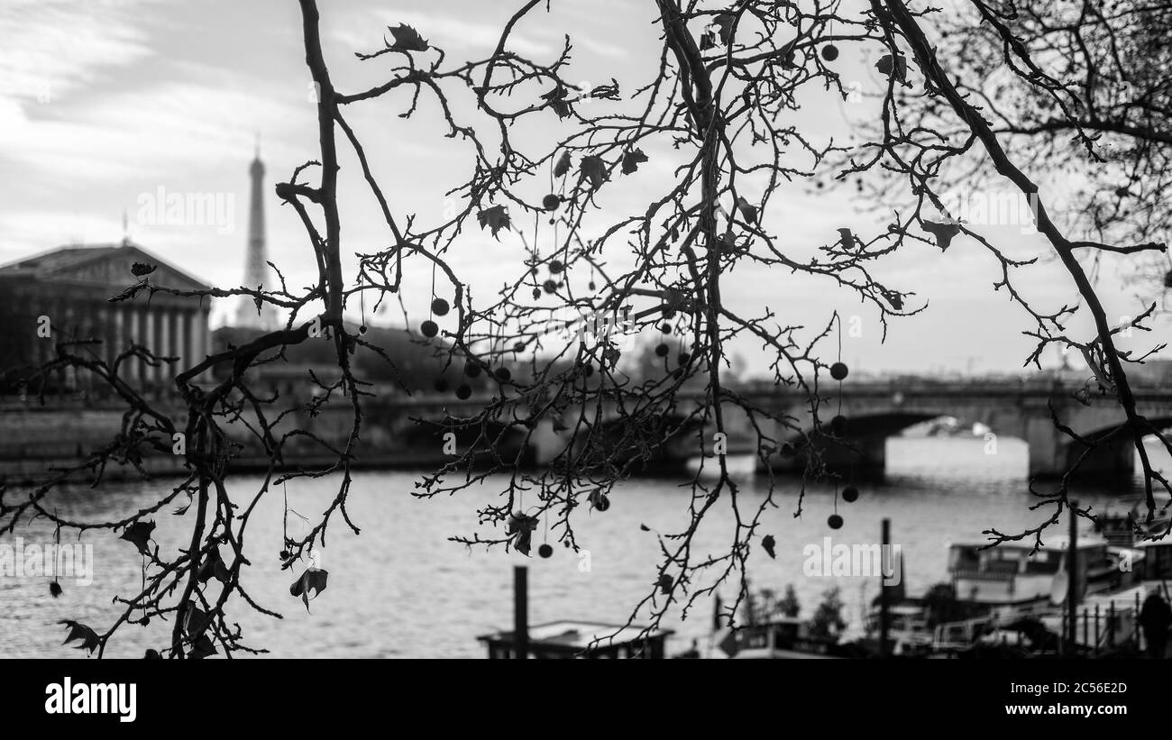Greyscale shot of the dry tree branches over the river Seine in Paris ...