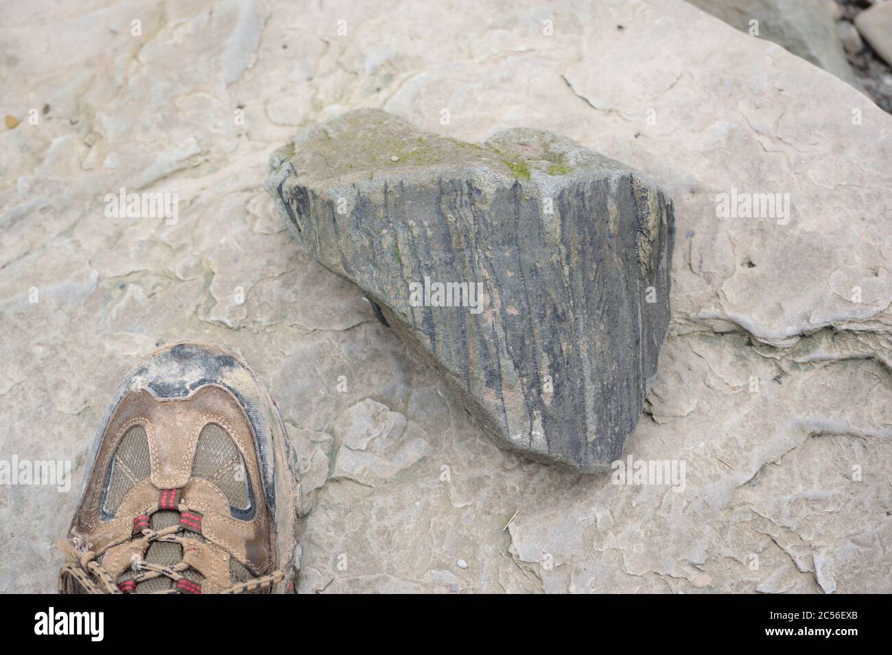 Closeup shot of a fossil next to human feet to compare it with ...
