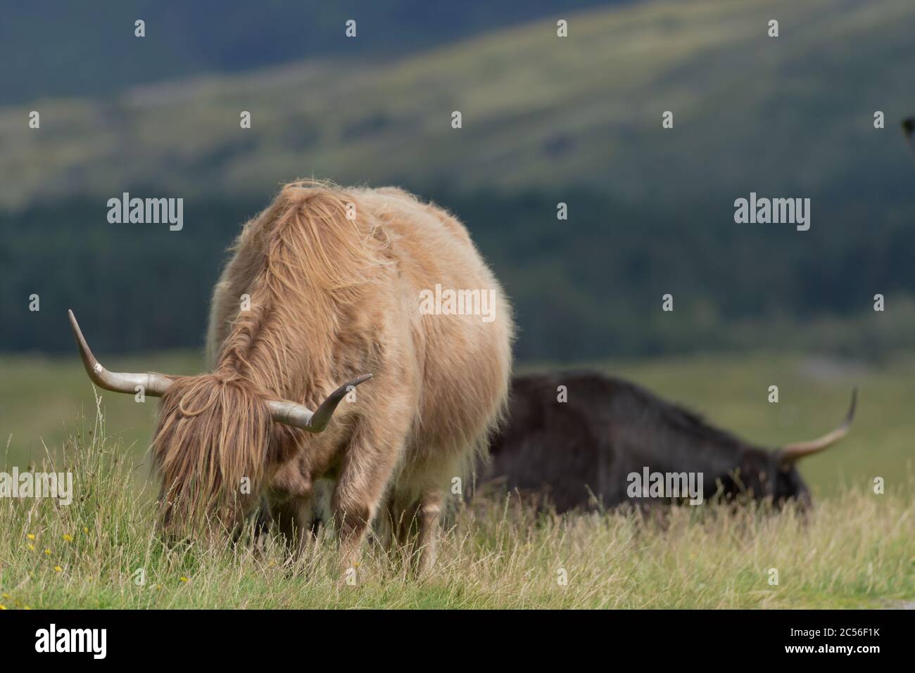 A tan highland bull grazes long natural meadow plants, with a second ...