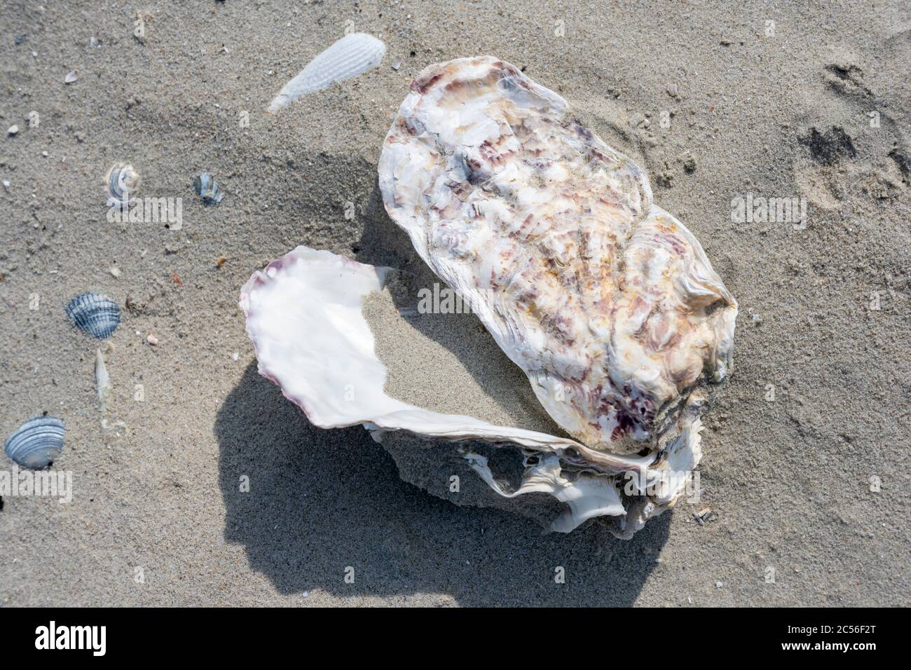 Germany, Lower Saxony, East Frisia, Juist, oysters (Ostreidae), Pacific ...