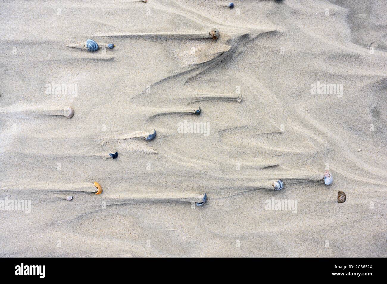 Shells on the sandy beach with sand flags after a storm Stock Photo - Alamy