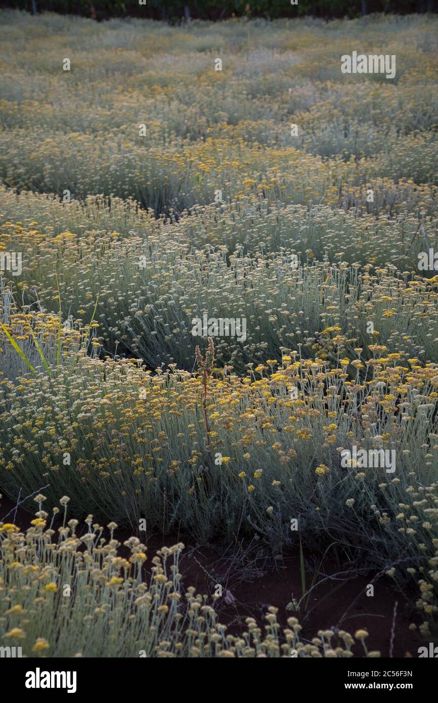 Italian Everlasting High Resolution Stock Photography and Images - Alamy