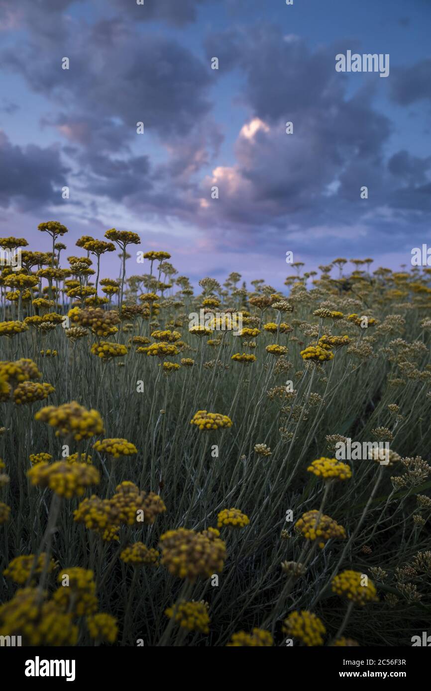 Beautiful view of a field of everlasting flowers with puffy clouds in ...