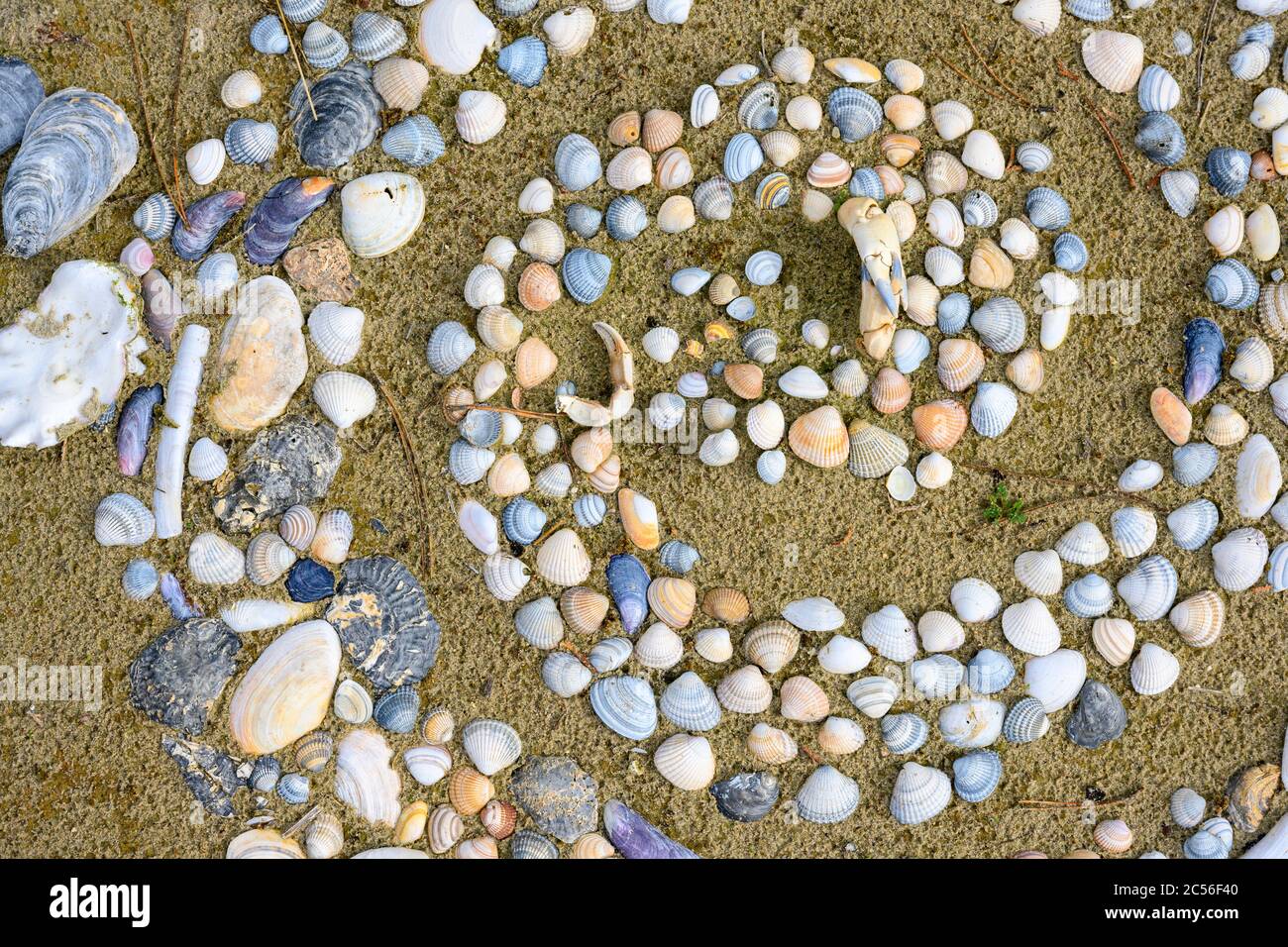 Spiral laid out of shells Stock Photo - Alamy