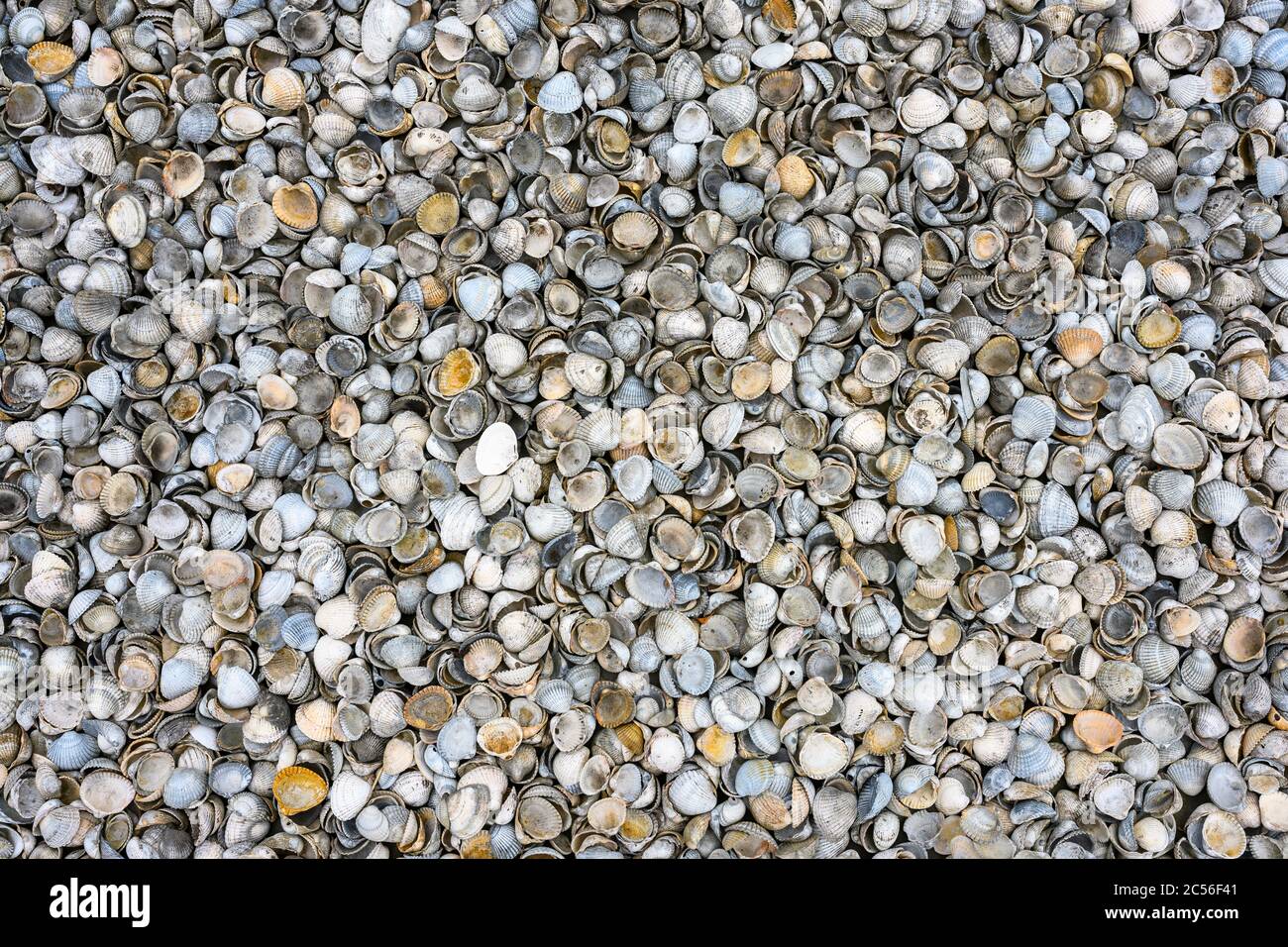 Bivalvia bivalves hi-res stock photography and images - Alamy