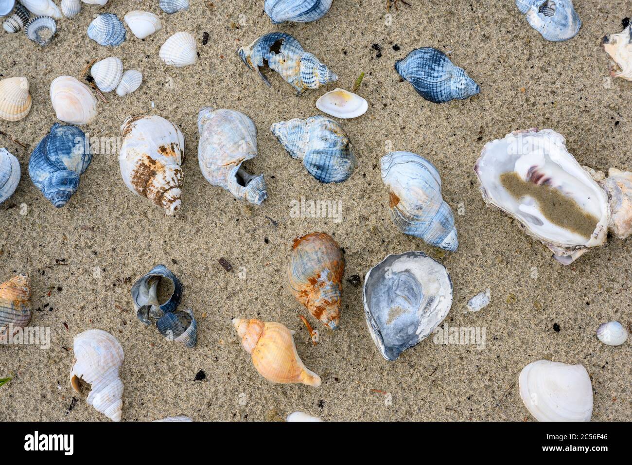 Germany, shells and snail shells on the beach Stock Photo - Alamy