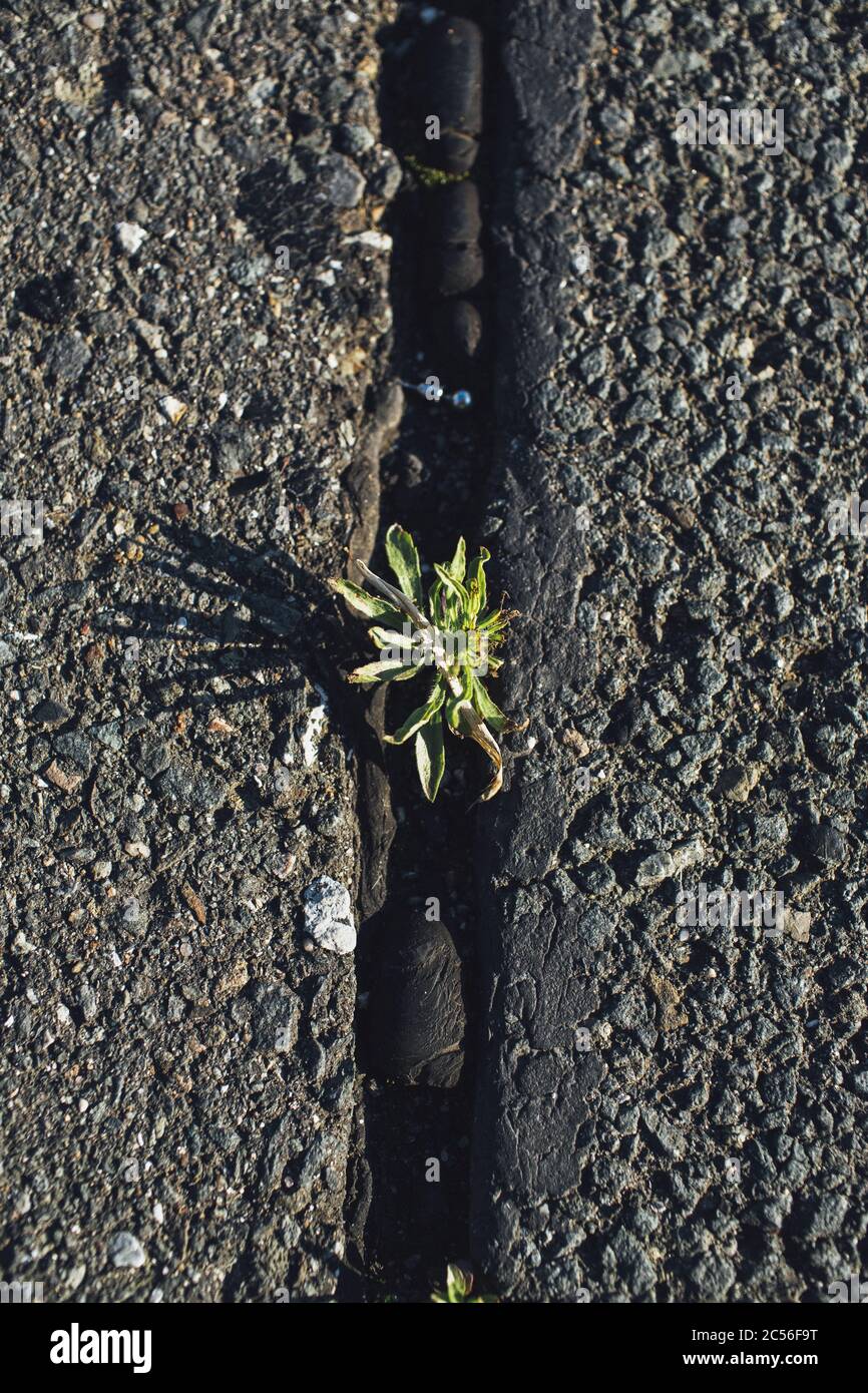 Vertical image of grass growing in a space between on concrete path ...