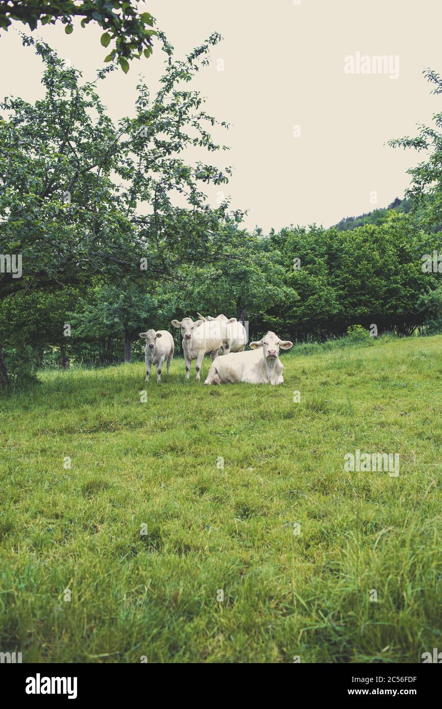 Vertical image of cows resting on a grassy field Stock Photo - Alamy