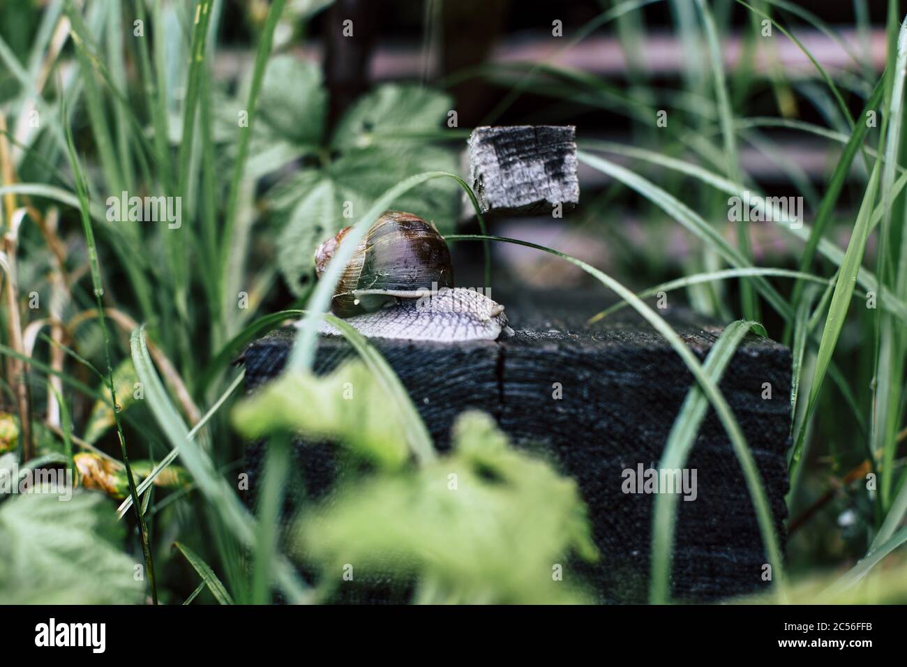Selective focus of snail and its shell on a black log surrounded with ...