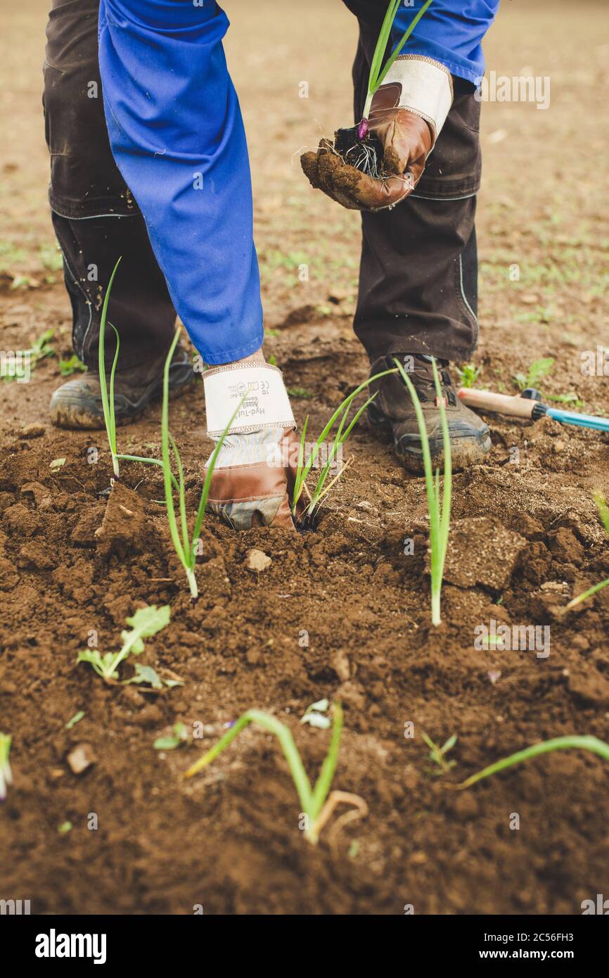 Farmer transplanting green onions in the field Stock Photo - Alamy