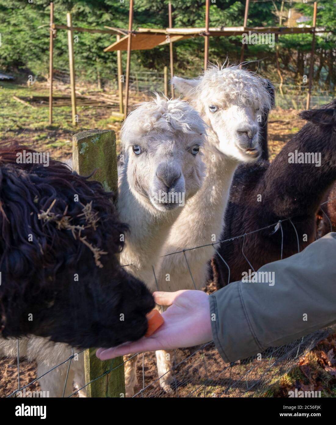 Person feeding the lamas standing behind the fence Stock Photo - Alamy