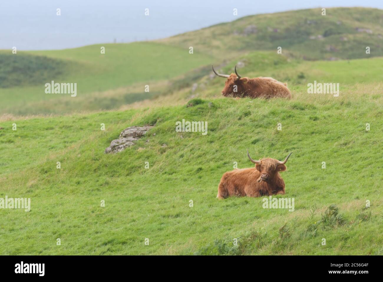 Two male highland cattle bulls lye amongst windswept grass, one chews ...
