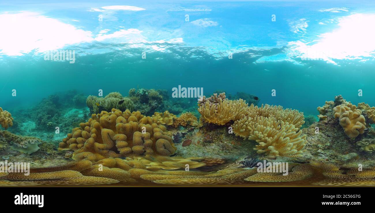 Coral reef underwater with fishes and marine life. Coral reef and ...
