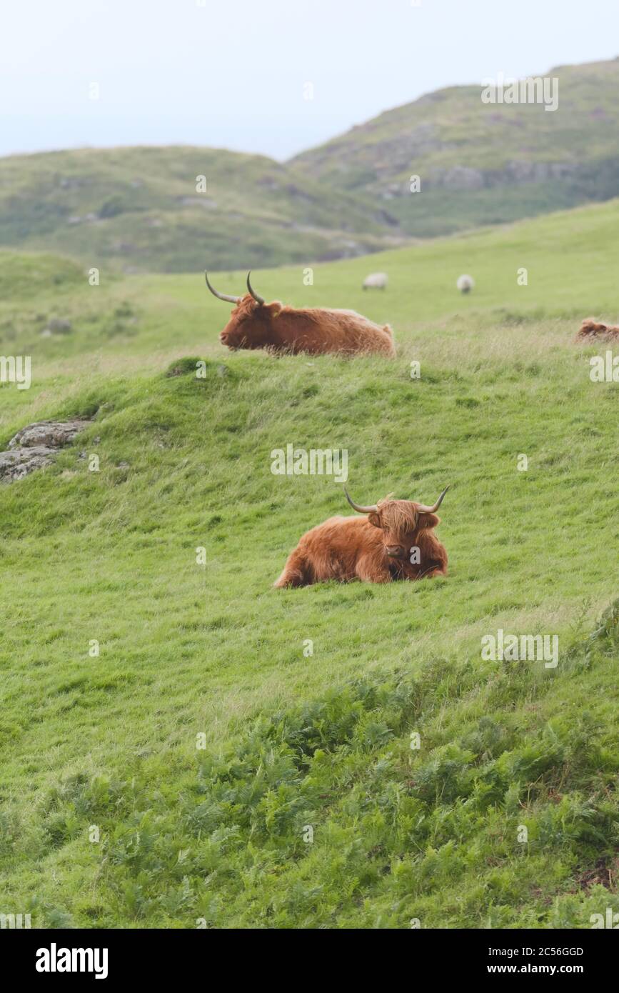 Scottish agriculture hi-res stock photography and images - Alamy