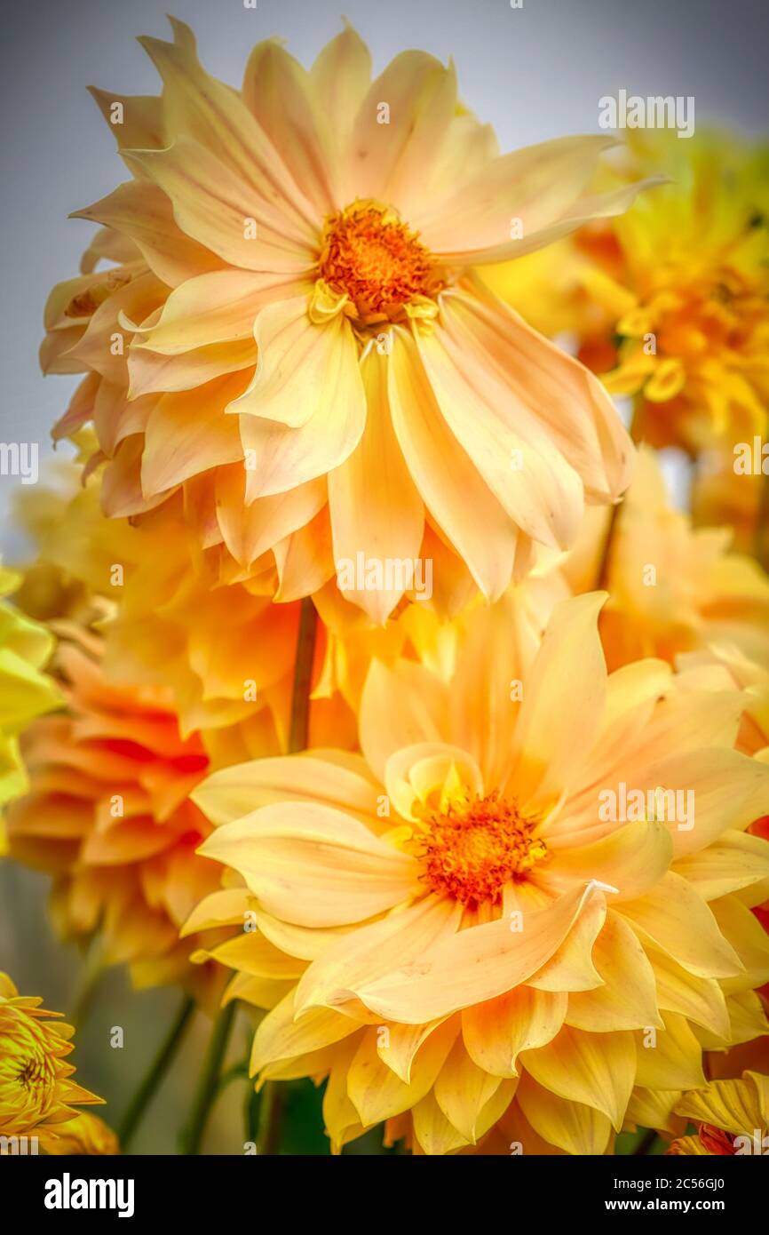 Closeup vertical view of bright yellow Georgina flowers in a Georgina ...