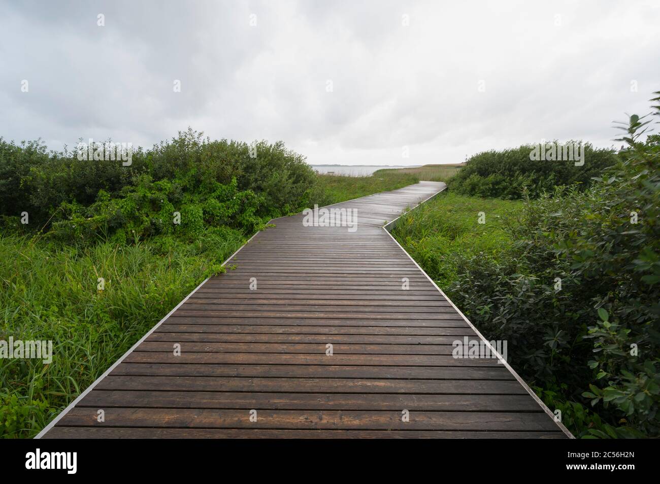 Lake with wooden jetty and reeds in summer, Vandet So, Thisted ...