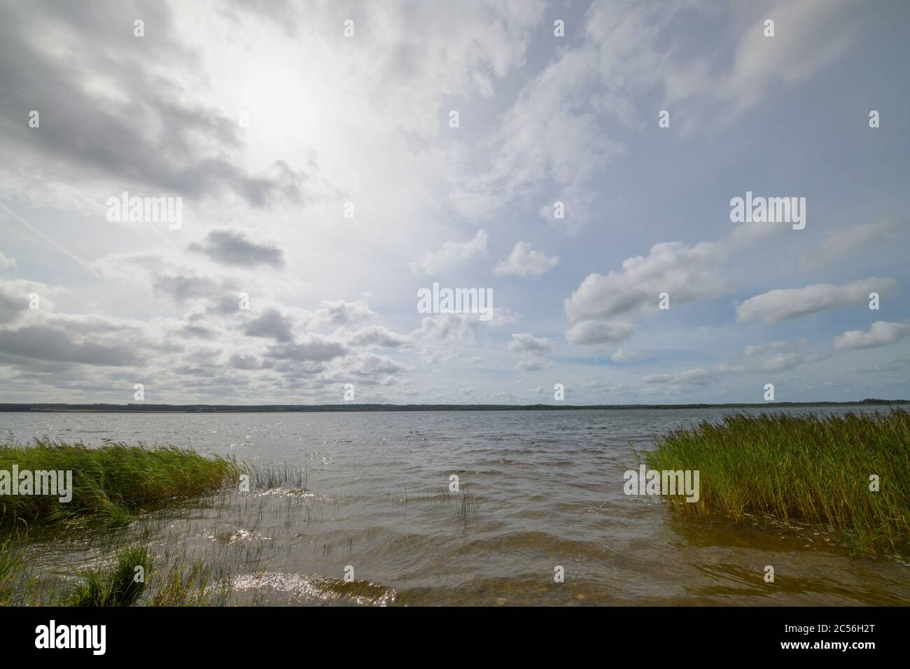 Lake with reeds in summer, Vandet So, Thisted, Nationalpark Thy, North ...