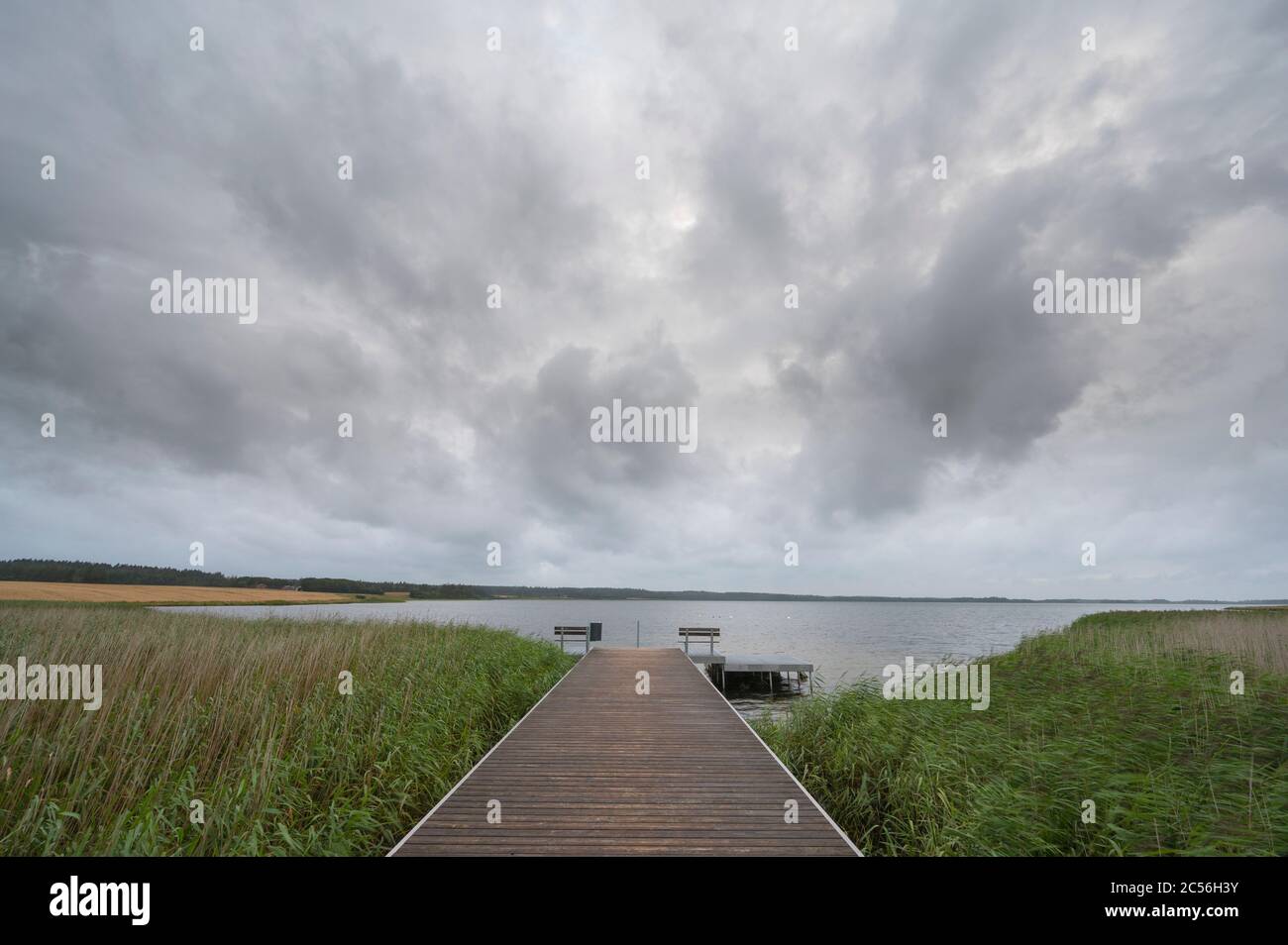 Lake with wooden jetty and reeds in summer, Vandet So, Thisted ...