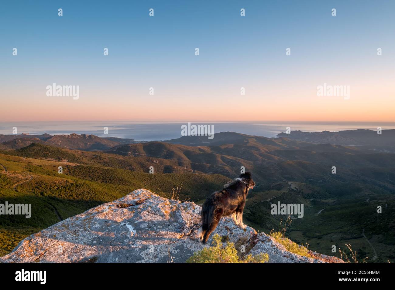 A border collie dog enjoying the view of the coastline and the ...
