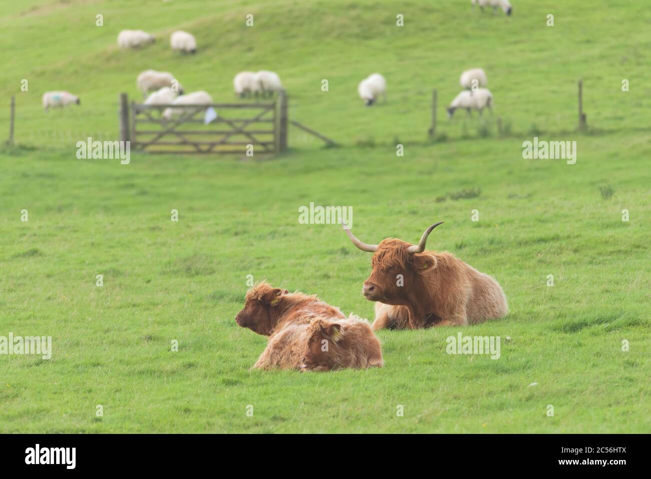 Mother, calf and father bull highland cattle all lye down on plain ...