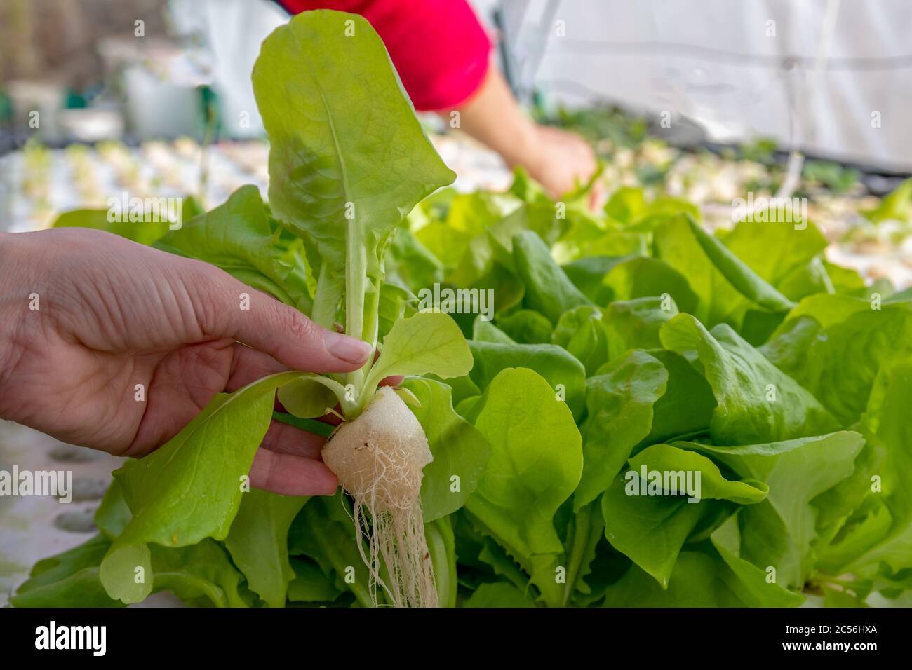 Closeup shot of a human planting green plants in the greenhouse Stock ...