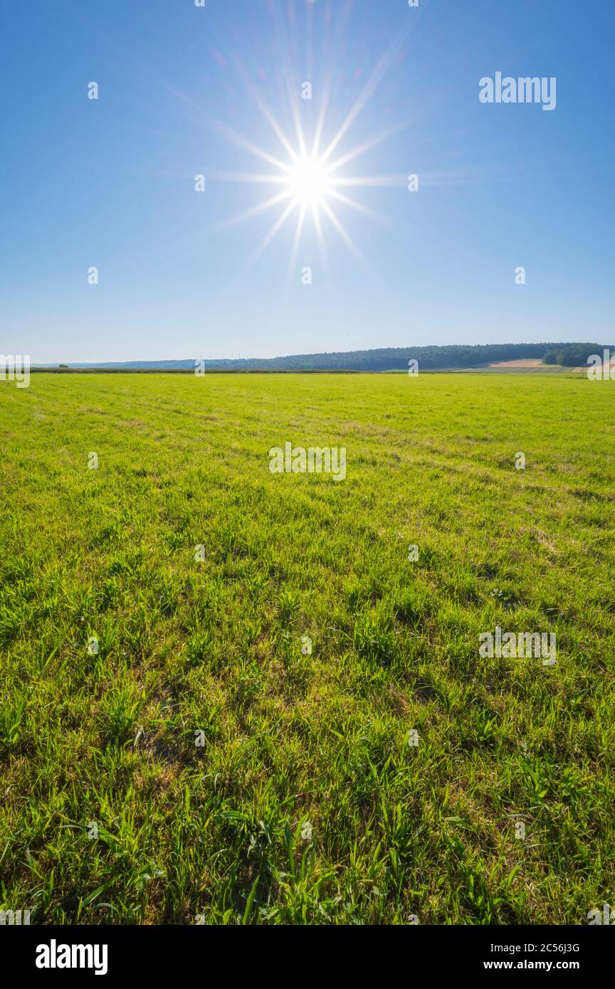 Meadow with sun in summer Stock Photo - Alamy