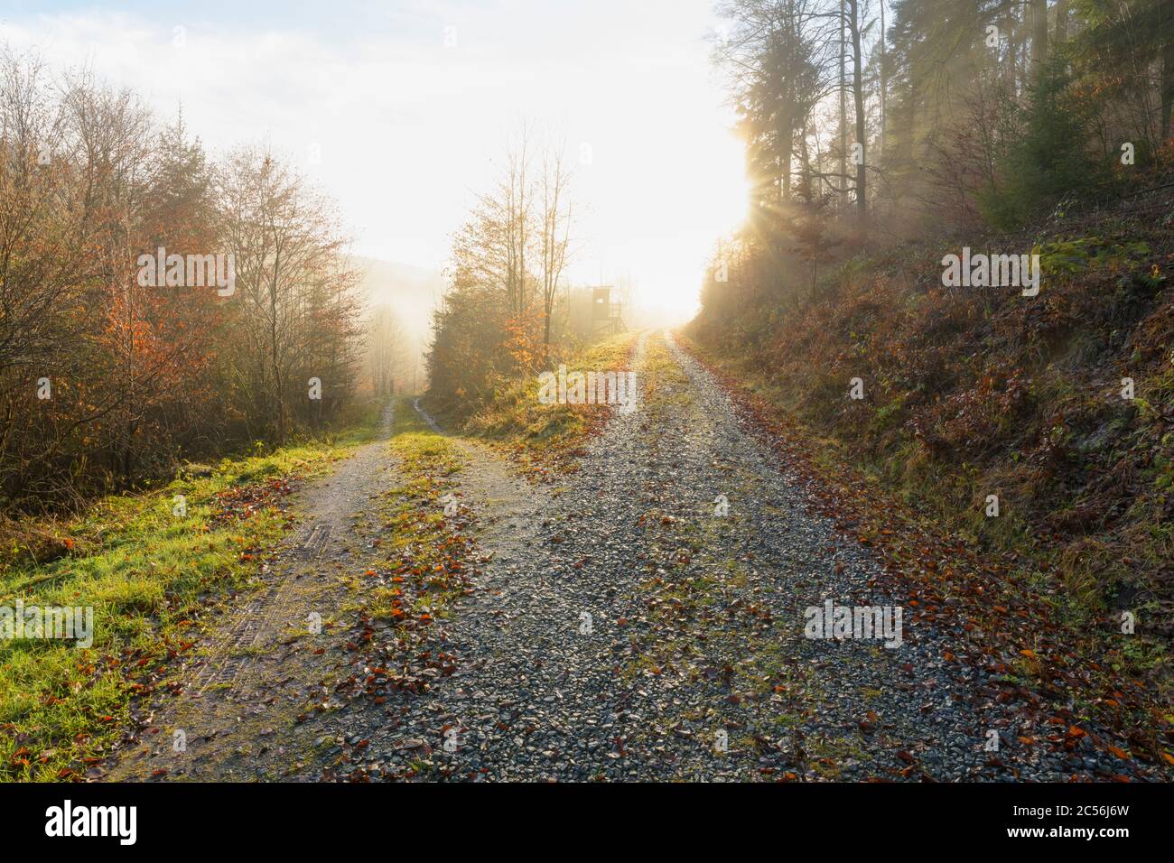 Forked forest path hi-res stock photography and images - Alamy