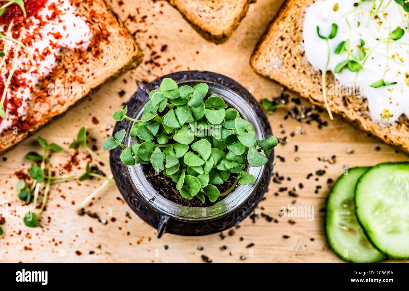 Small jar with basil microgreen sprouts and sandwiches with cream ...