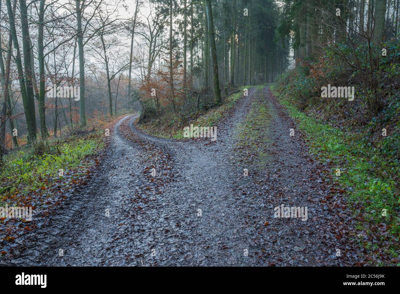 Forked forest road hi-res stock photography and images - Alamy