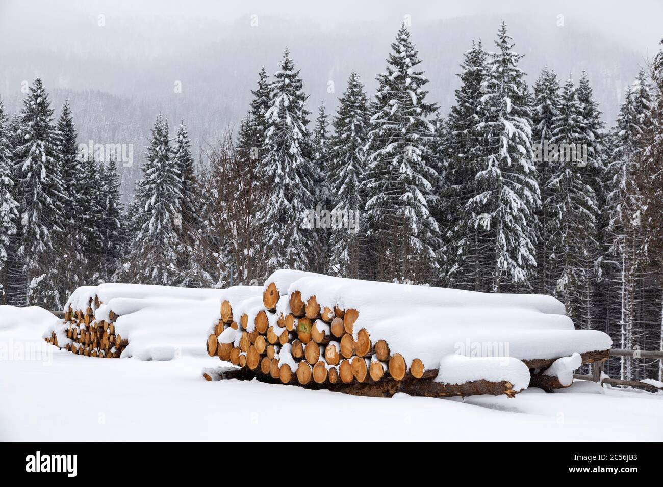 tree trunks stacked and ready for the sawmill, winter landscape ...