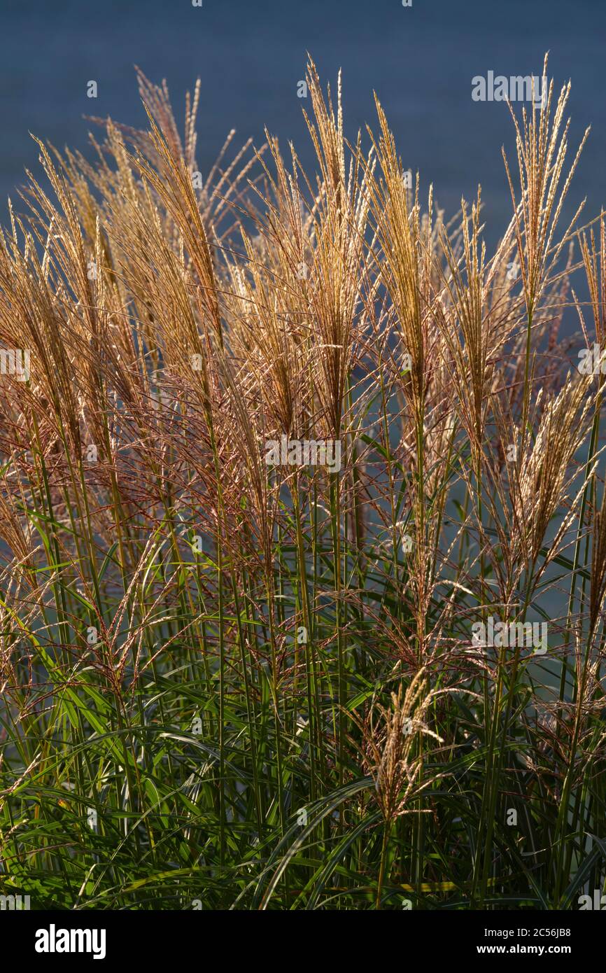 Change grass hi-res stock photography and images - Alamy