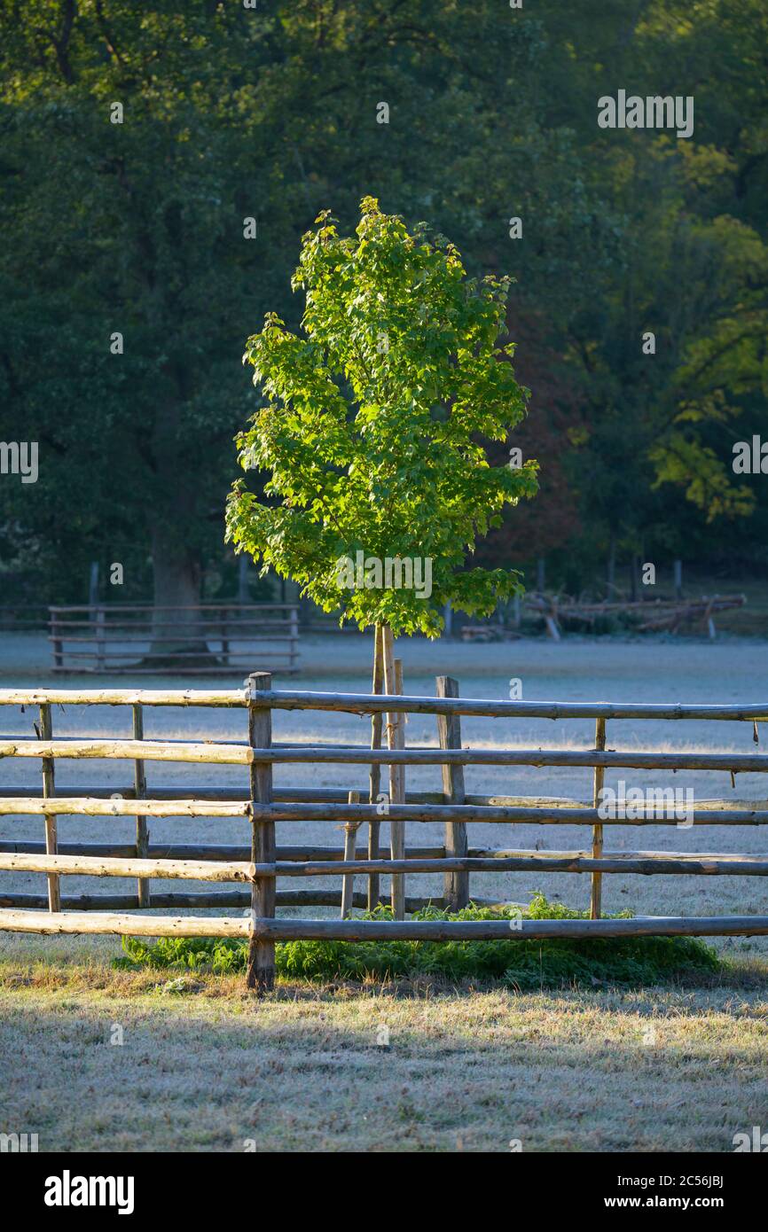 Fence and tree scene hi-res stock photography and images - Alamy