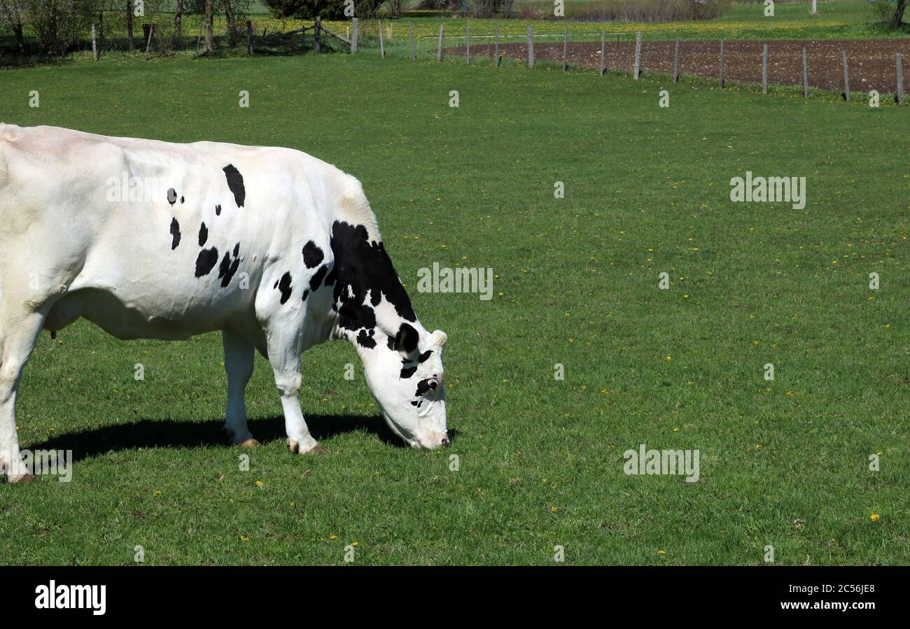 Beautiful shot of cows grazing in a farm grassland Stock Photo - Alamy