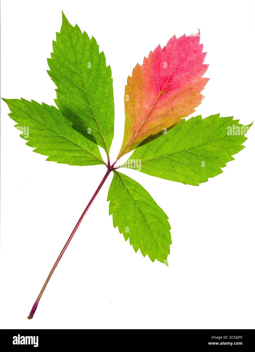 Beautiful colorful green autumn leaf becomes red isolated on white ...