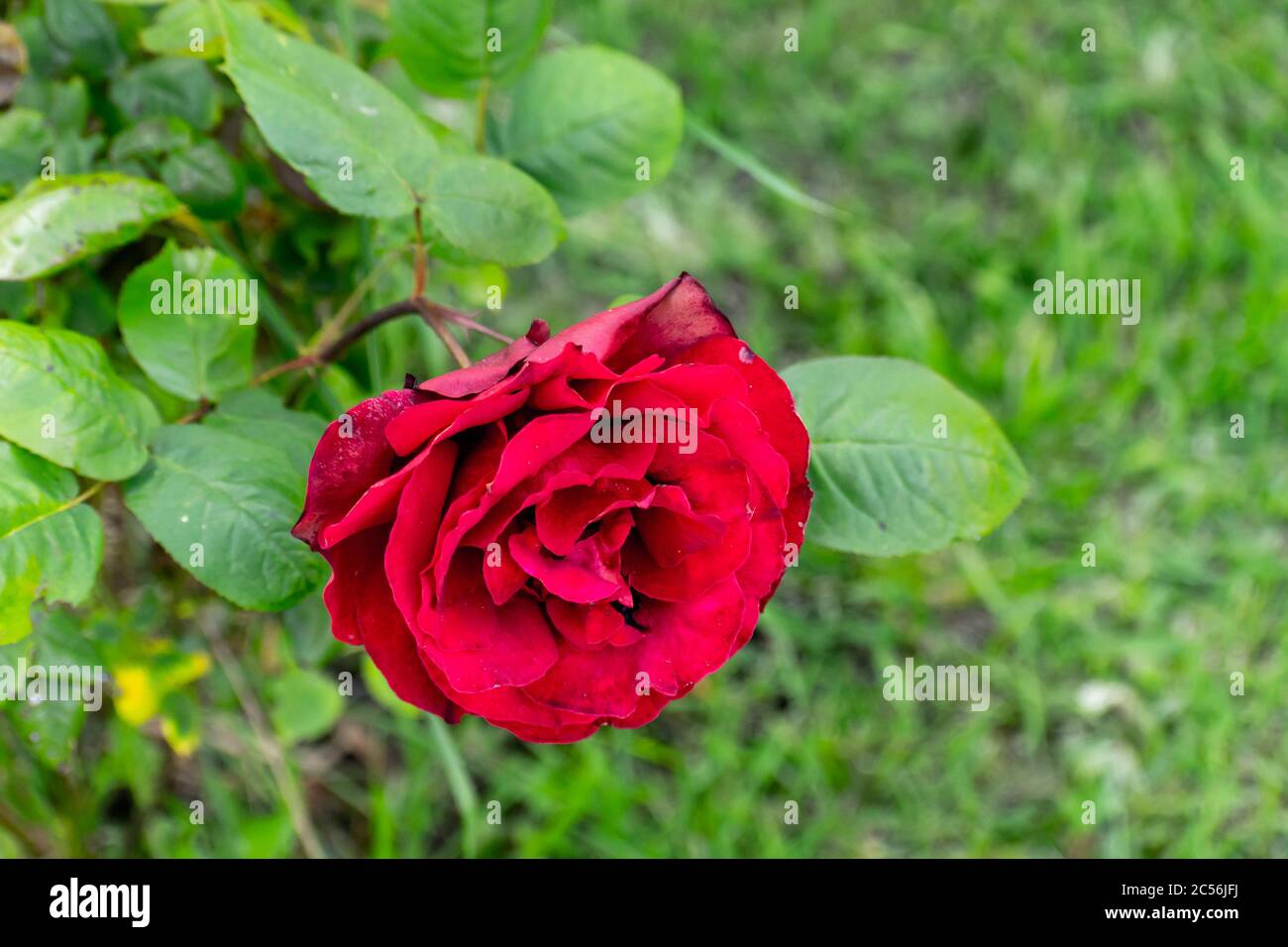 A selective focus shot of a bloomed red rose growing in the garden ...