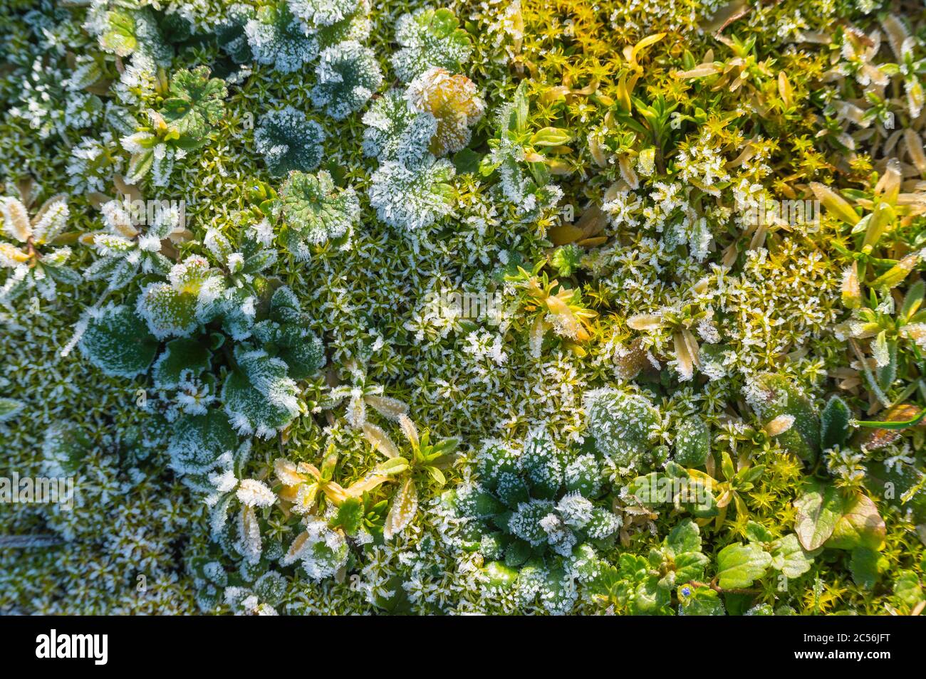 Moss winter scene hi-res stock photography and images - Alamy