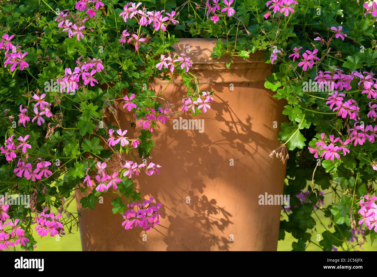 Clay pot with geraniums Stock Photo - Alamy
