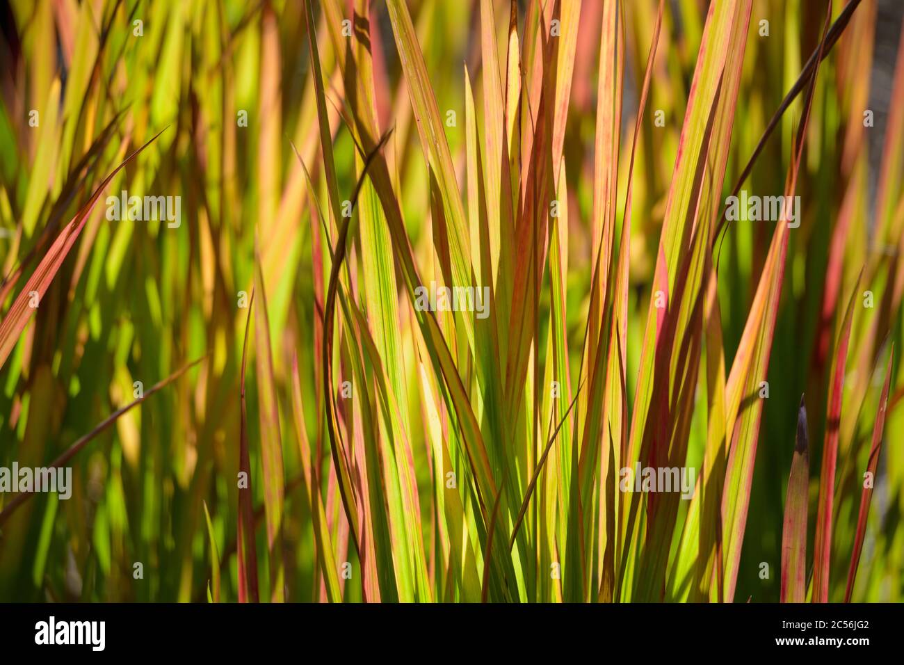 Grass tranquility hi-res stock photography and images - Alamy