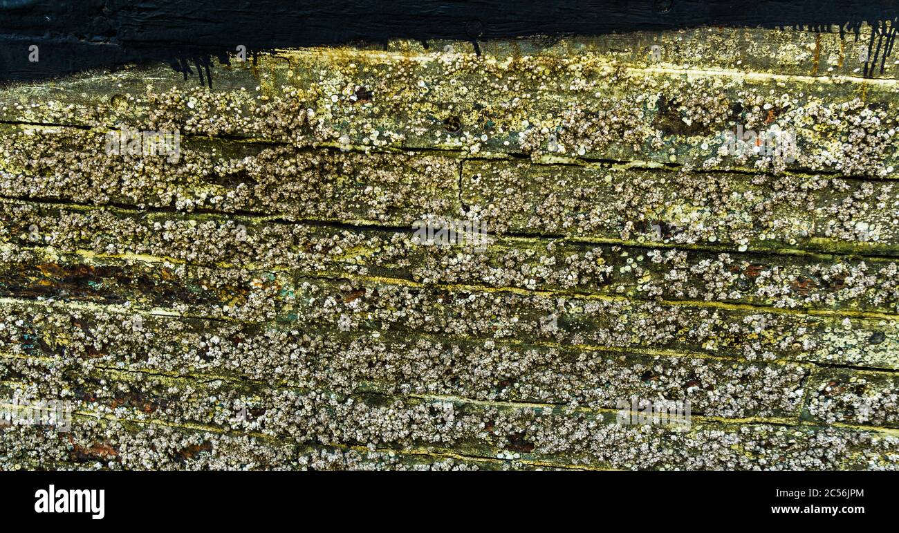 Boat hull barnacles hi-res stock photography and images - Alamy