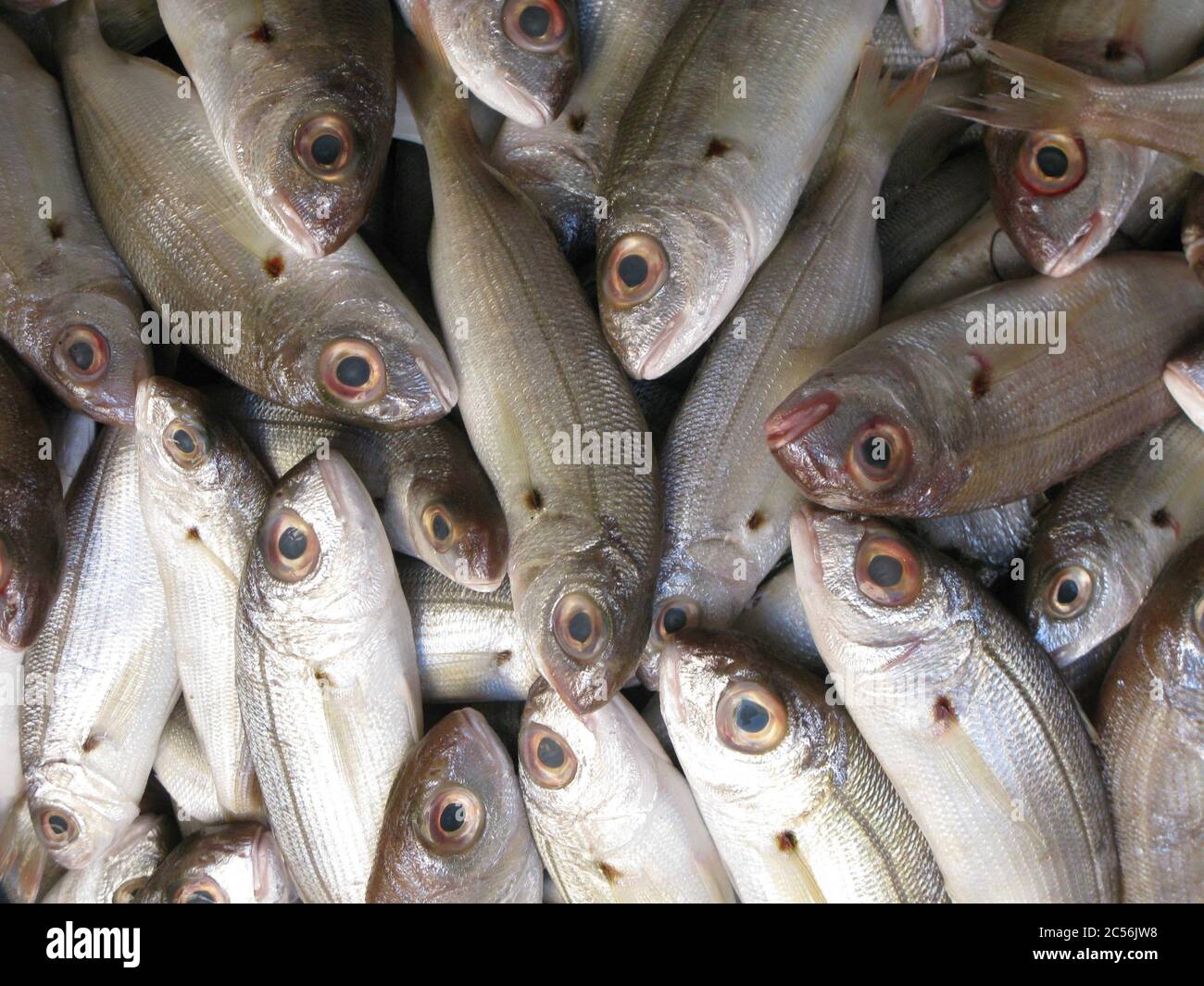 High angle shot of freshly caught fishes Stock Photo - Alamy