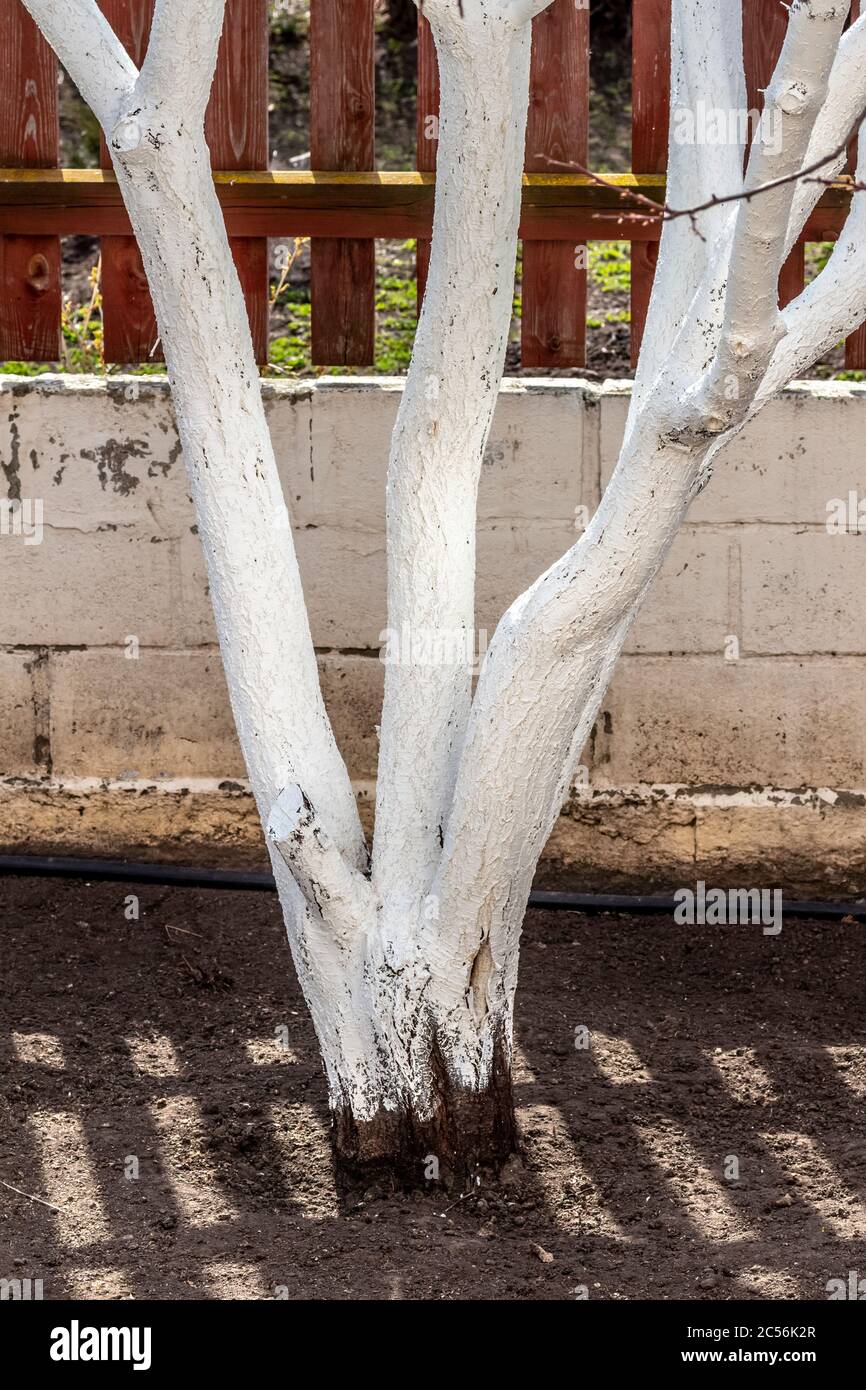 Protection of garden trees by painting from pests Stock Photo - Alamy