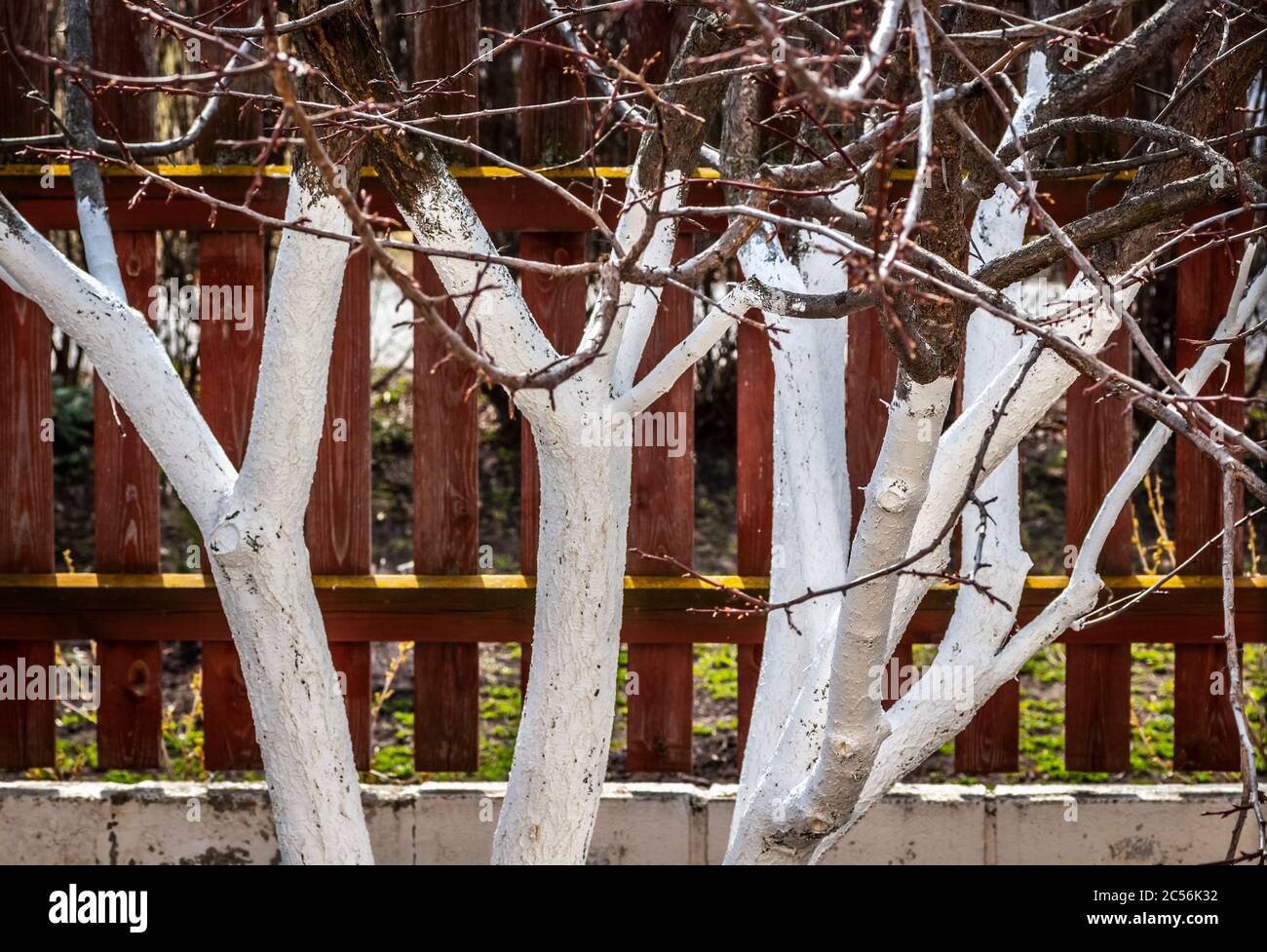 Protection of garden trees by painting from pests Stock Photo - Alamy