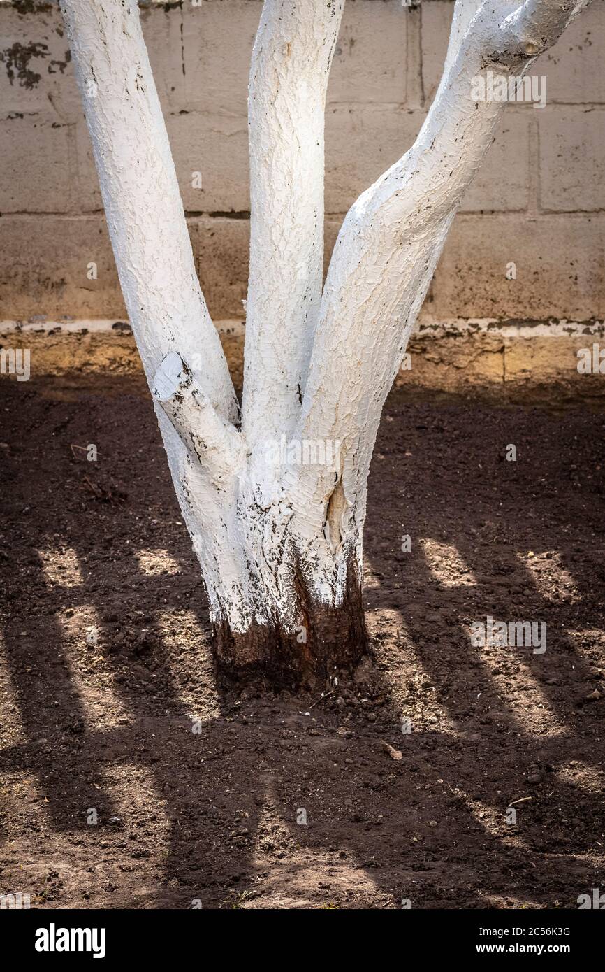 Protection of garden trees by painting from pests Stock Photo - Alamy